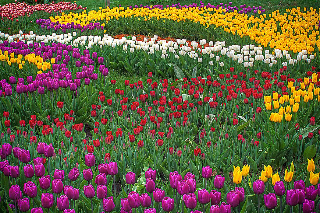 Beautiful Tulip Gardens | HomeAdore